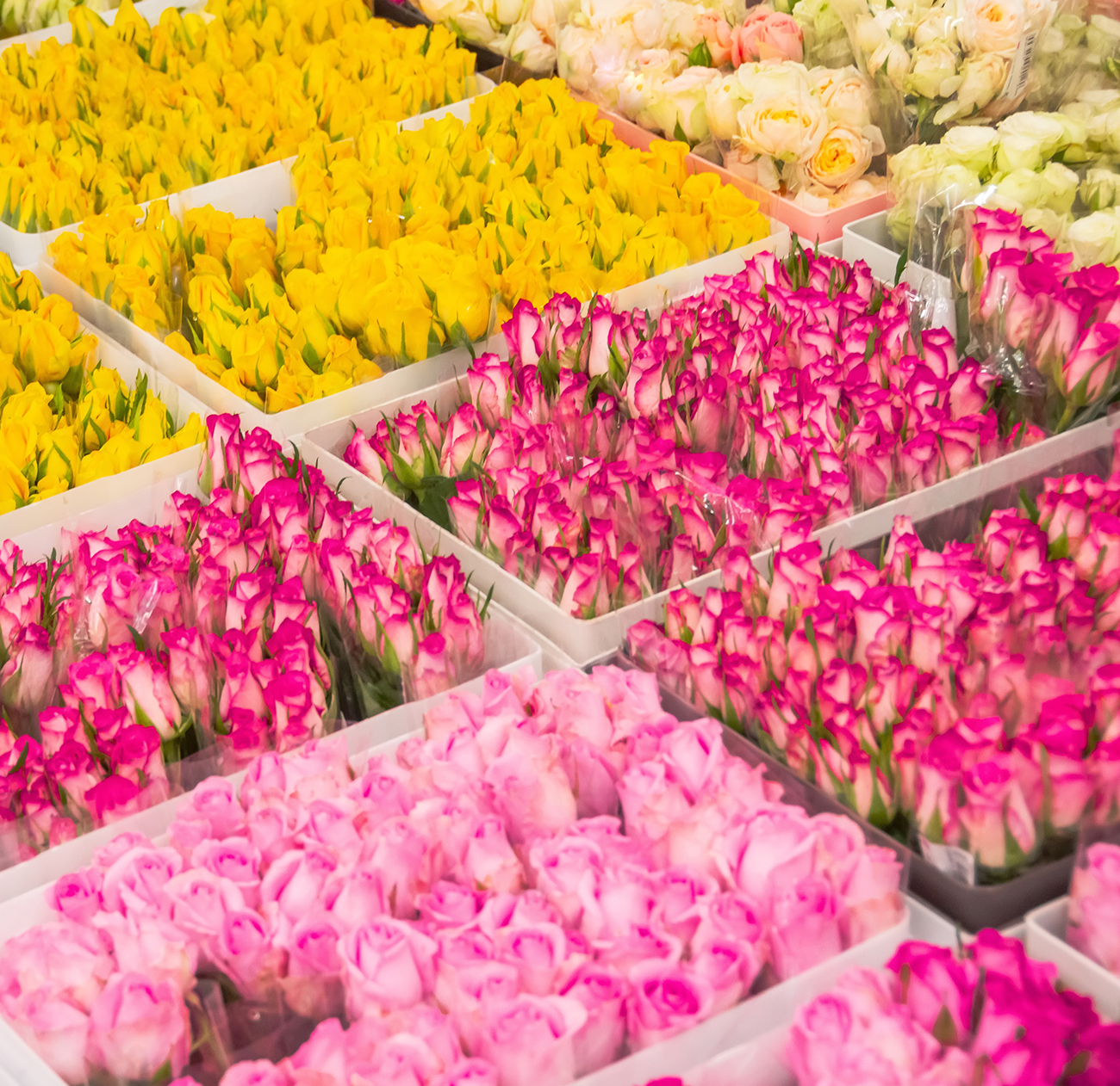 AS2 ERP para la Industria Florícola | ASINFO en Ecuador